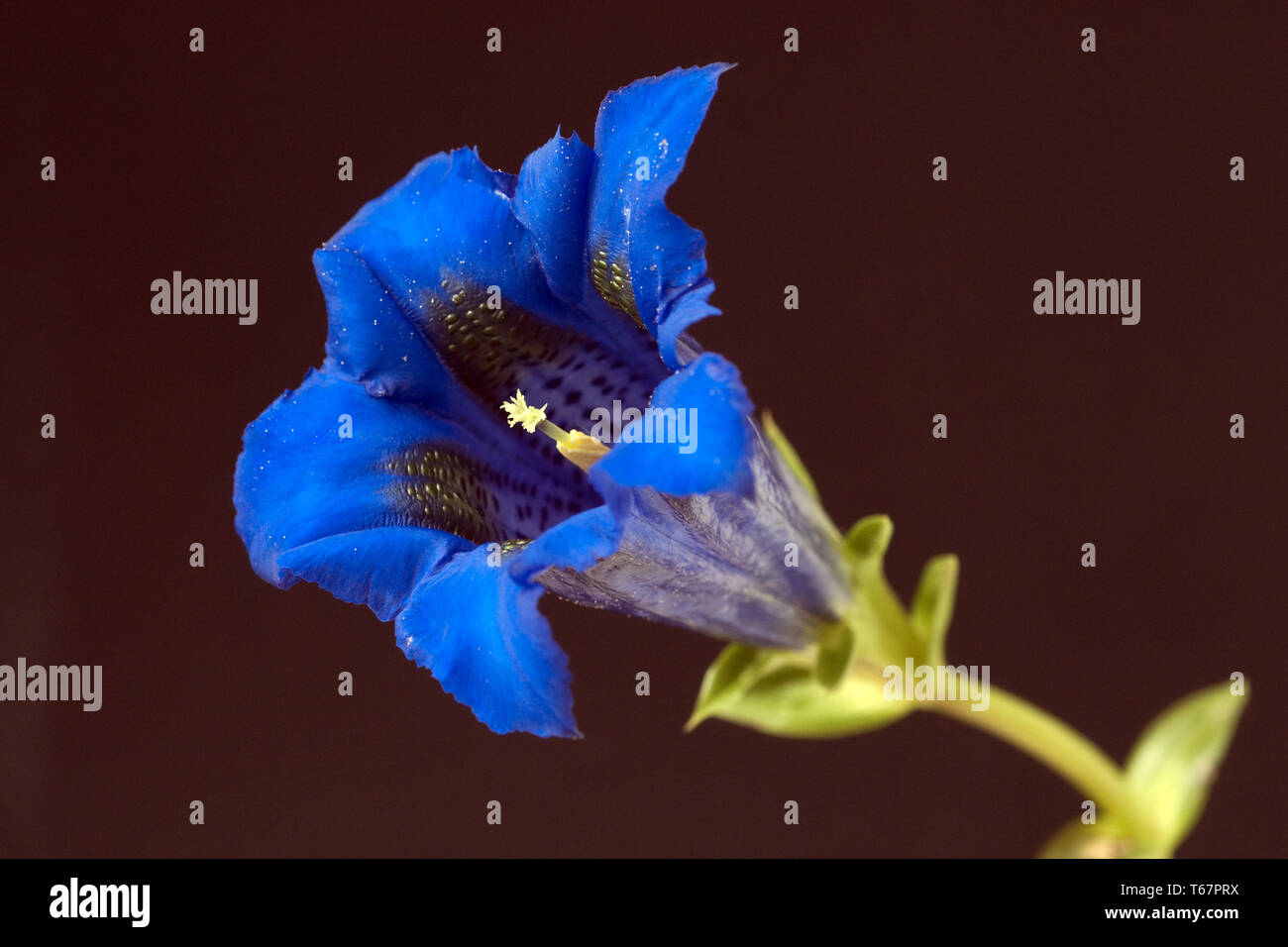 Native to european alps hi-res stock photography and images - Alamy