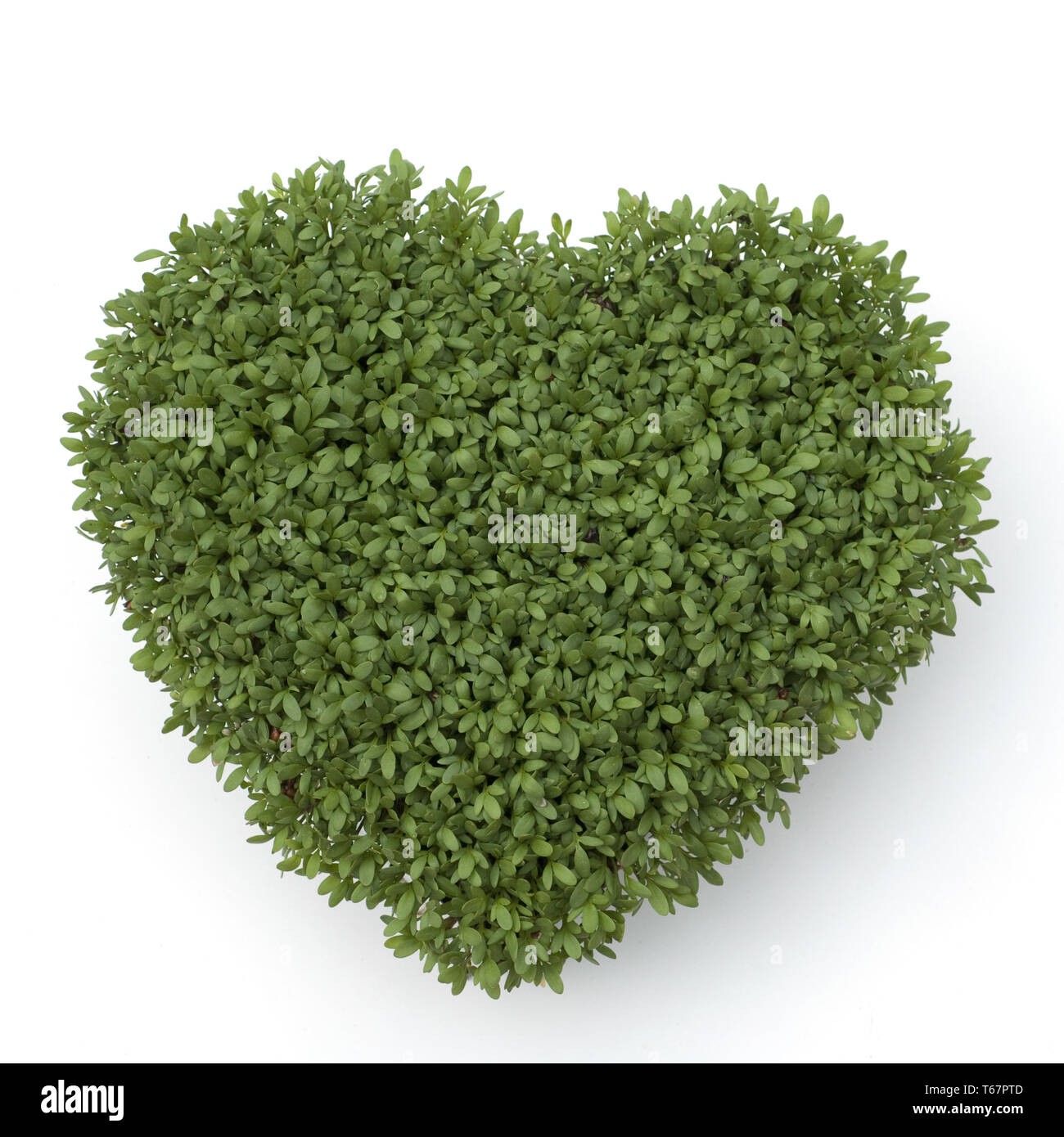 pepperwort or garden cress, Lepidium sativum Stock Photo - Alamy