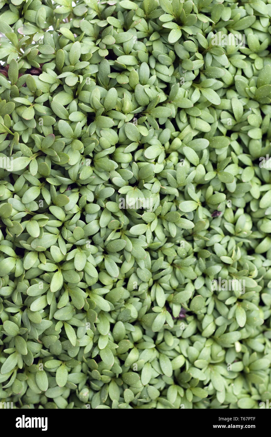 pepperwort or garden cress, Lepidium sativum Stock Photo - Alamy