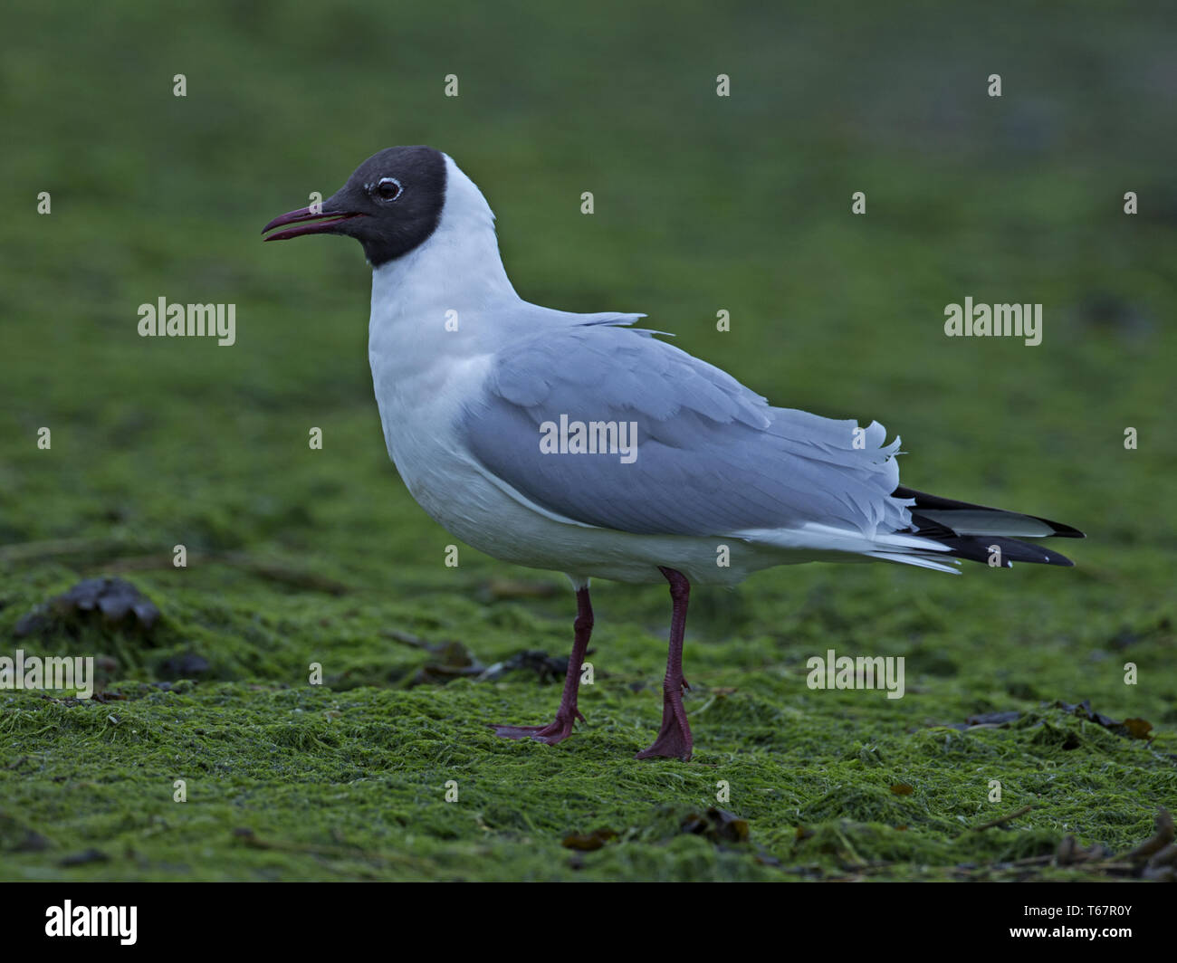 Larus ridibundus black headed gull hi-res stock photography and images ...