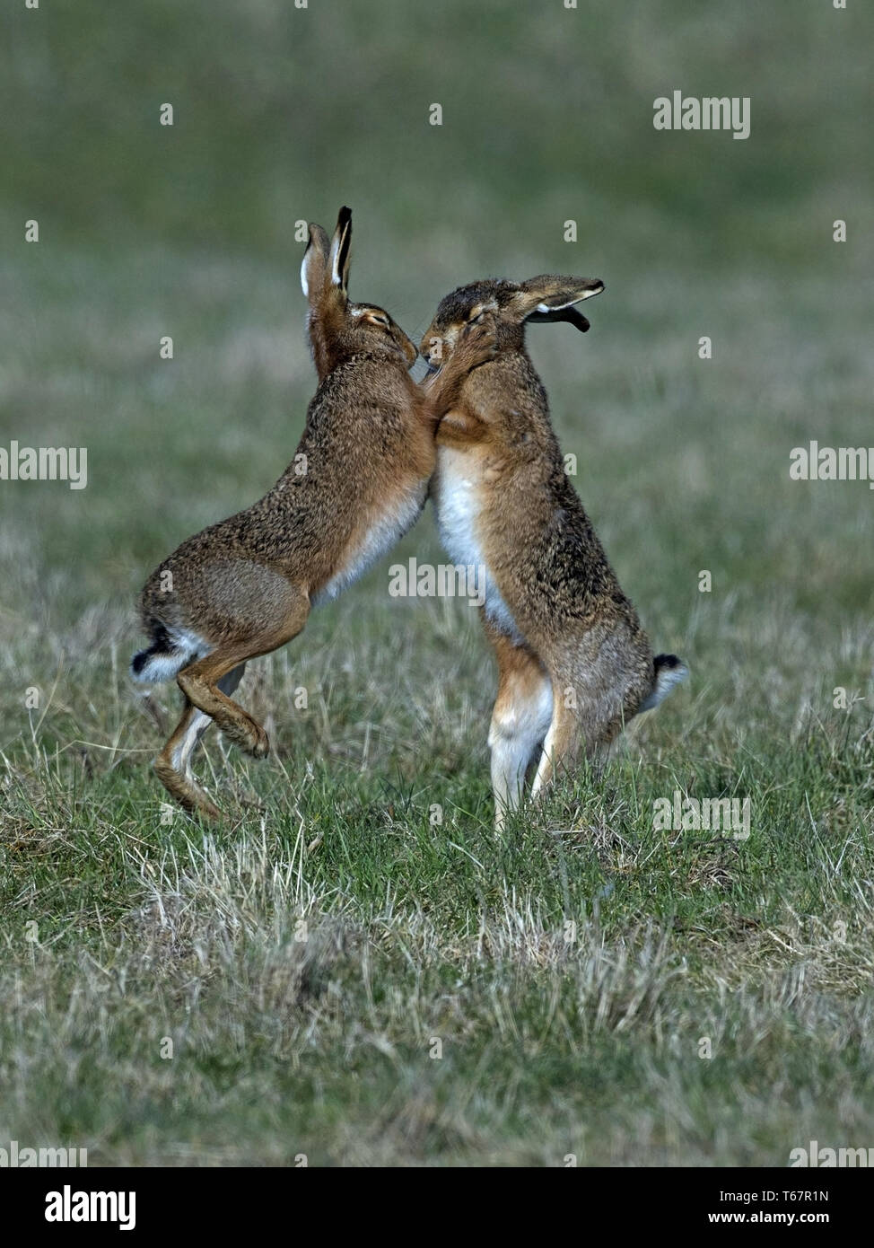 Boxing european hi-res stock photography and images - Alamy