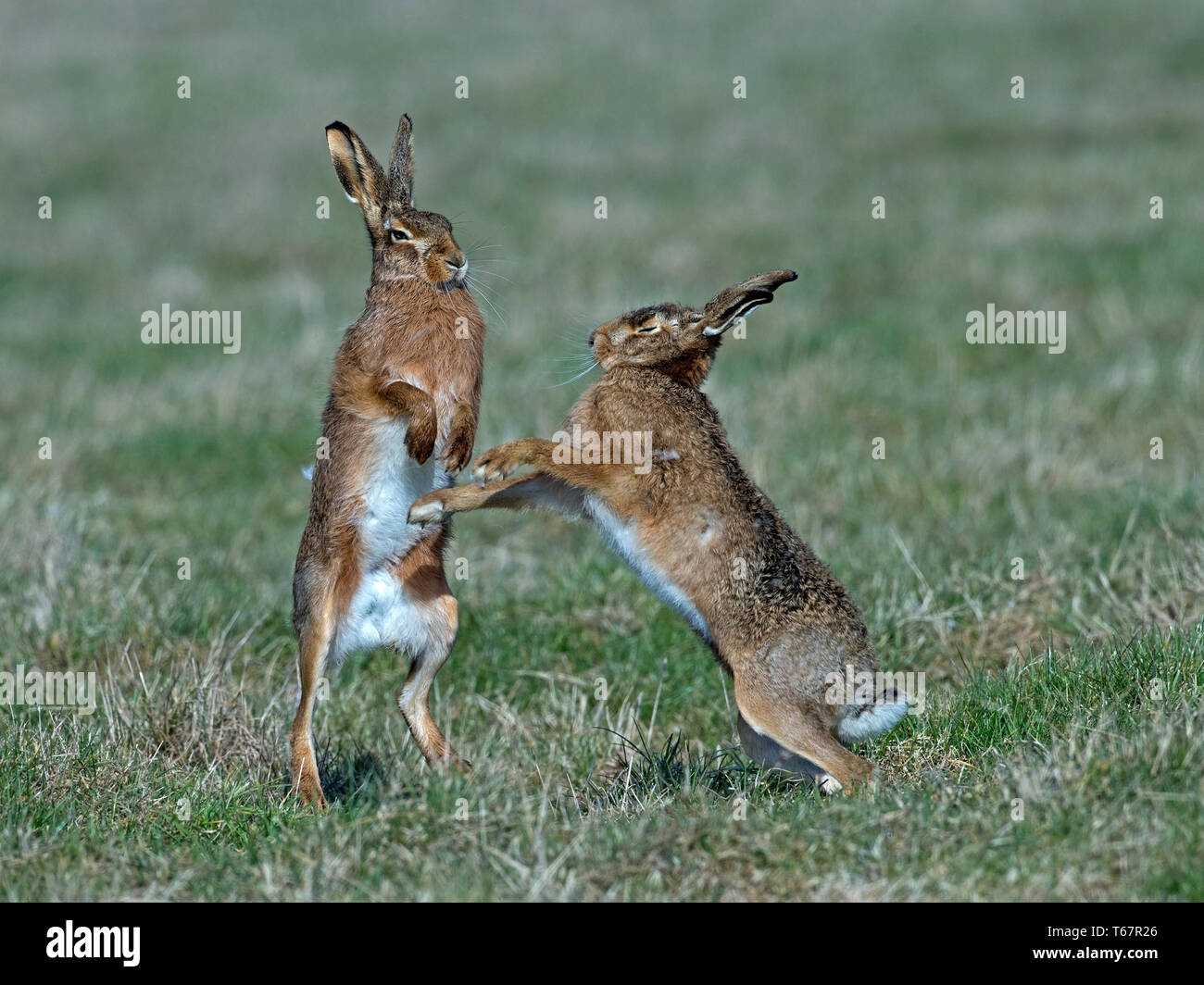 Mammals european hi-res stock photography and images - Alamy