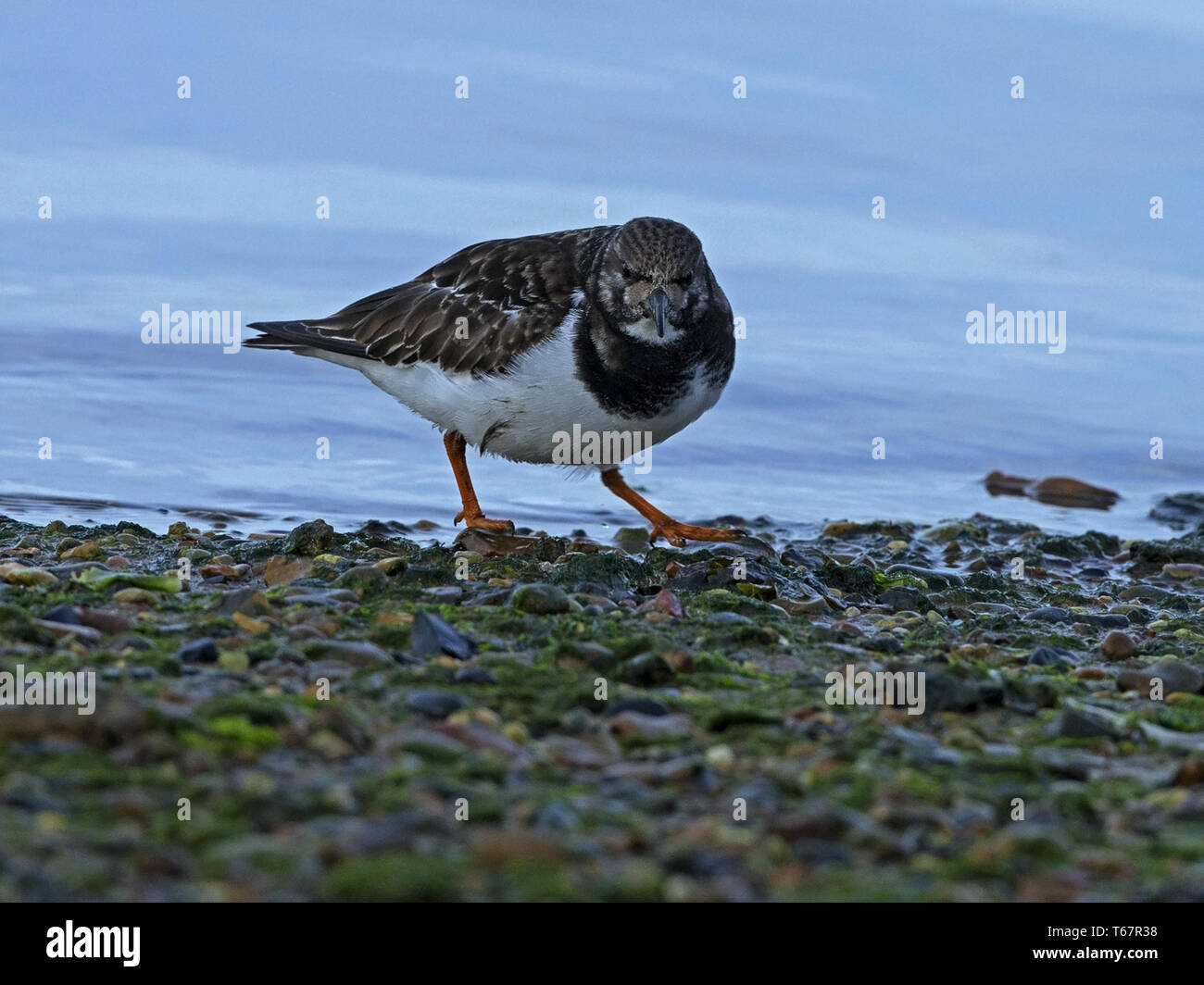 Turnstone england hi-res stock photography and images - Alamy