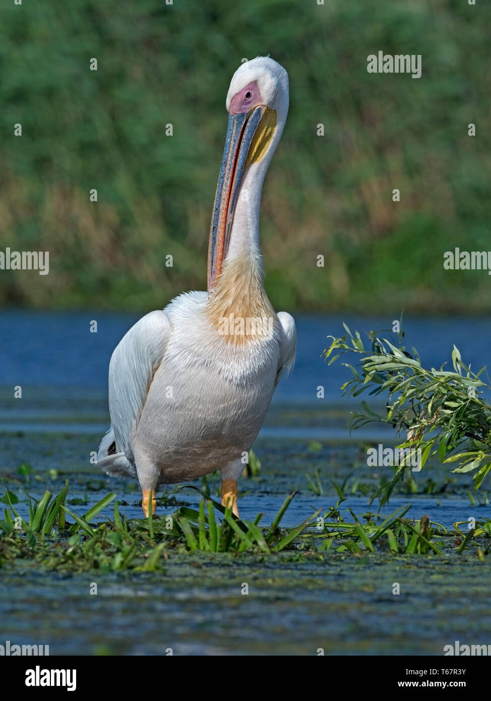 Pelican standing hi-res stock photography and images - Alamy