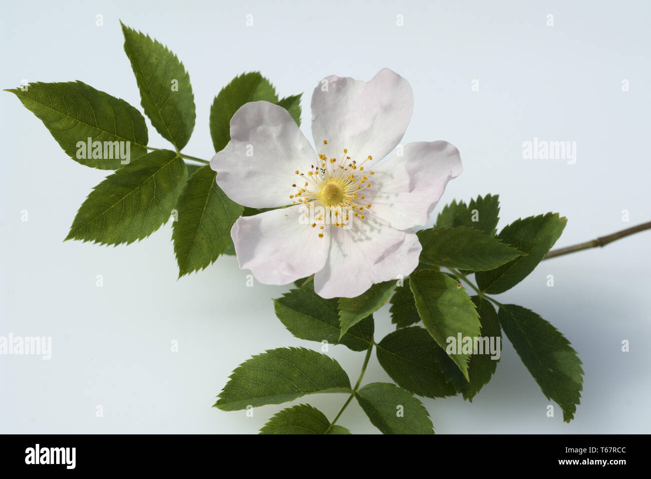 Rosehip or dog rose, Rosa canina Stock Photo - Alamy