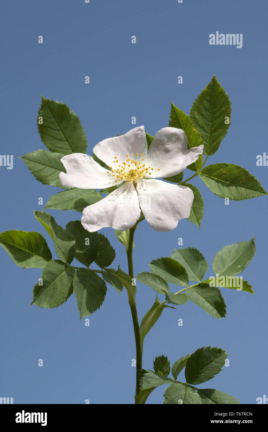 Photography of rose hips at a dog rose hi-res stock photography and ...