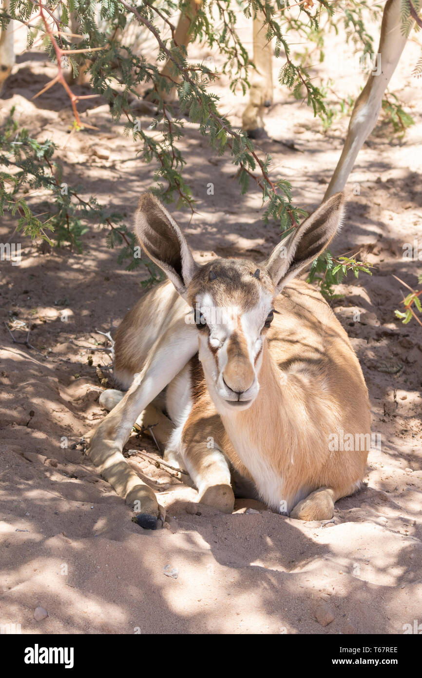 Springbuck african hi-res stock photography and images - Alamy