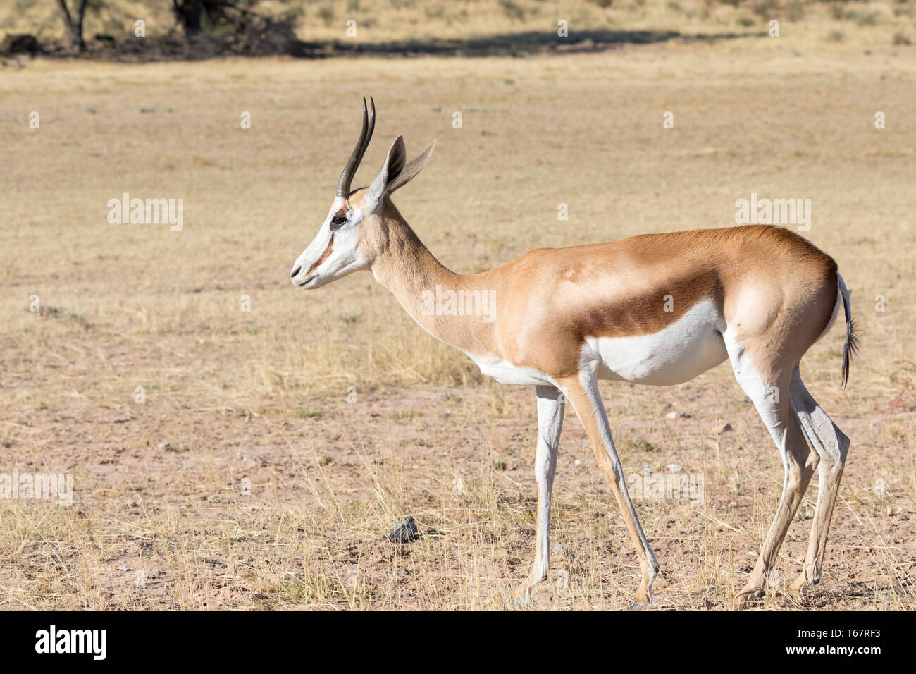 Springbok or Springbuck (Antidorcas marsupialis) female close up side ...