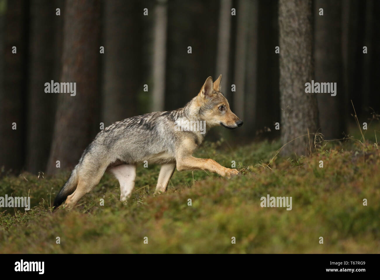 Grey wolf cub hi-res stock photography and images - Alamy