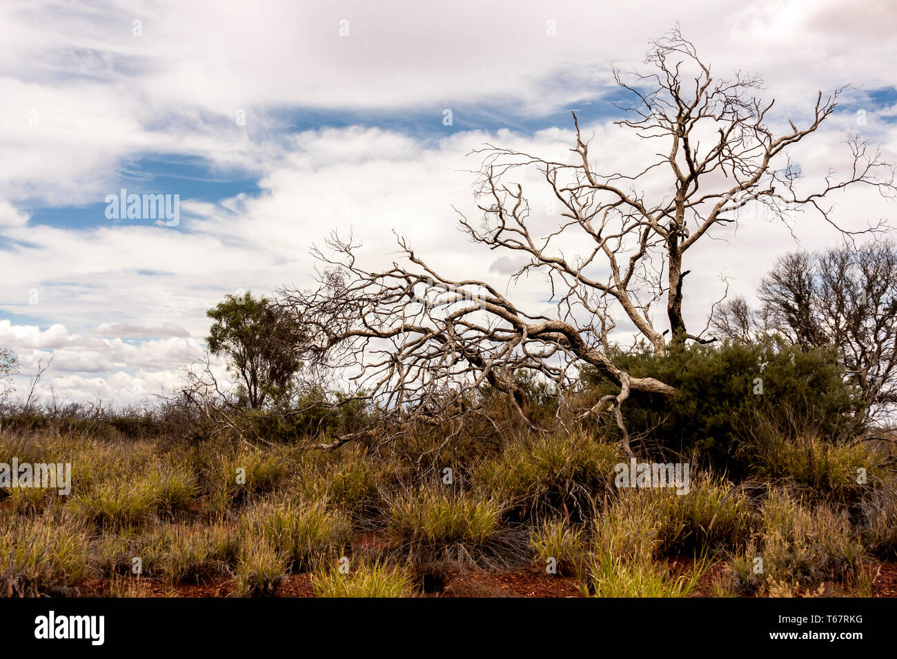 Australian Desert Trees