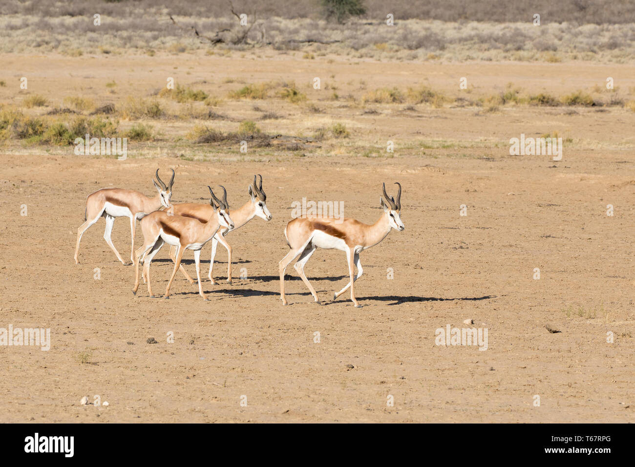 South african antelope hi-res stock photography and images - Alamy