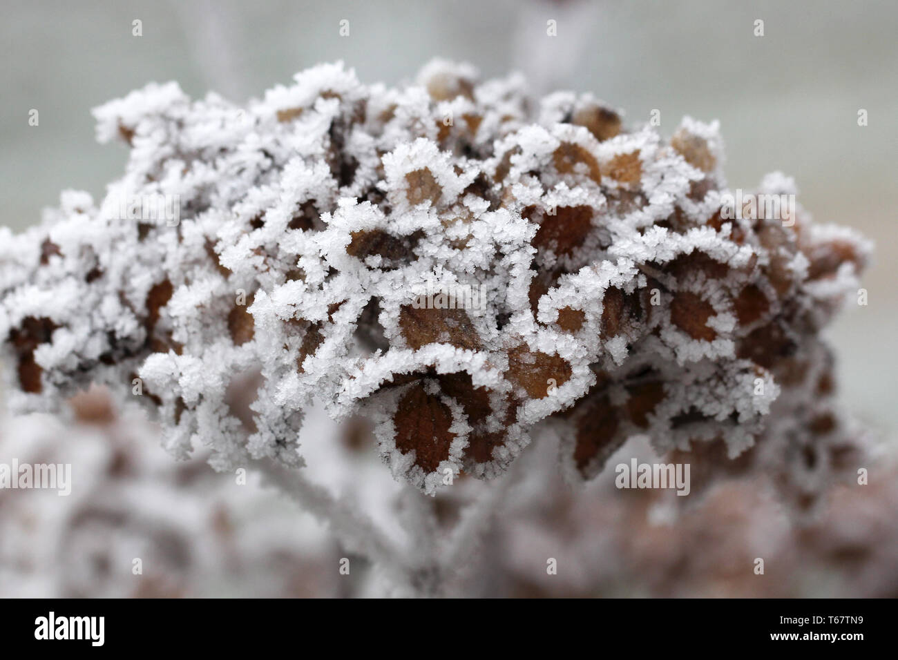 Ice flower formation hi-res stock photography and images - Alamy