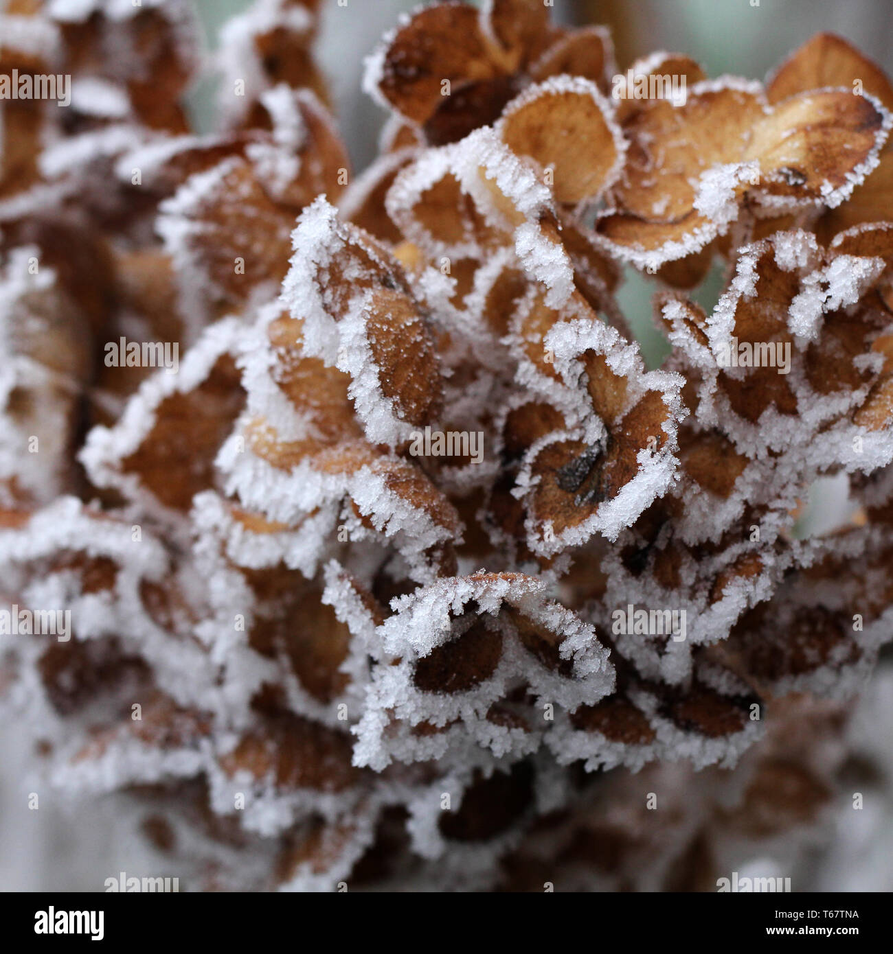 Ice flower formation hi-res stock photography and images - Alamy