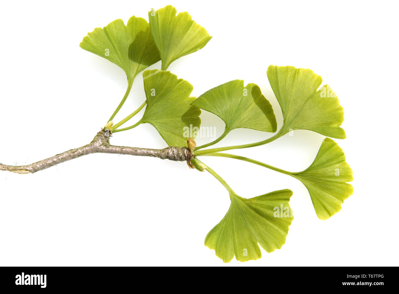 Grandfather of goethe hi-res stock photography and images - Alamy