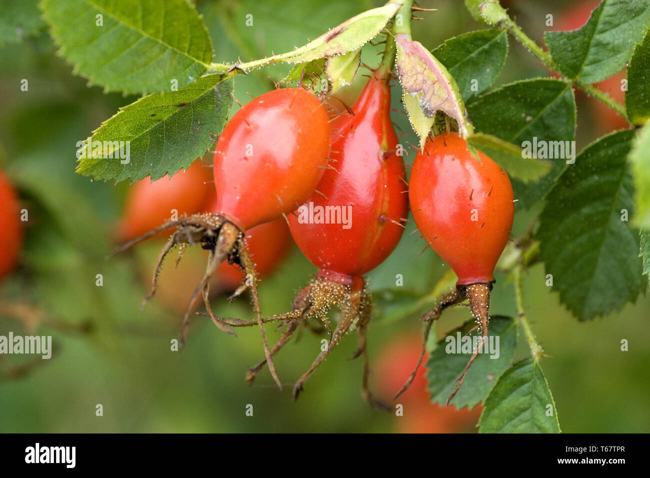 Rosehip or dog rose, Rosa canina Stock Photo - Alamy