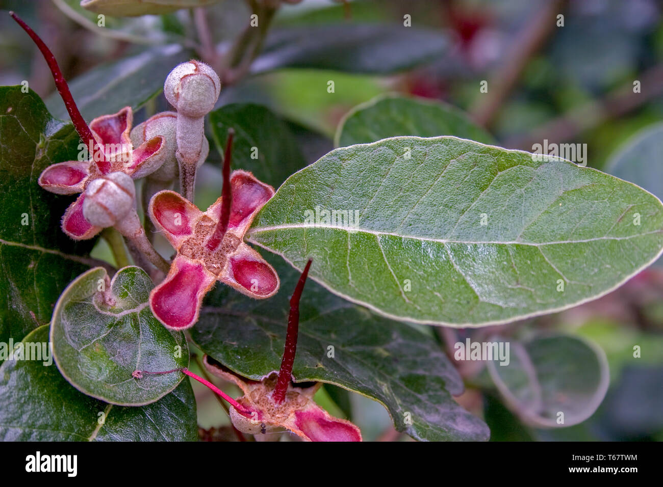 Pineapple Plant Flower Tree High Resolution Stock Photography and ...