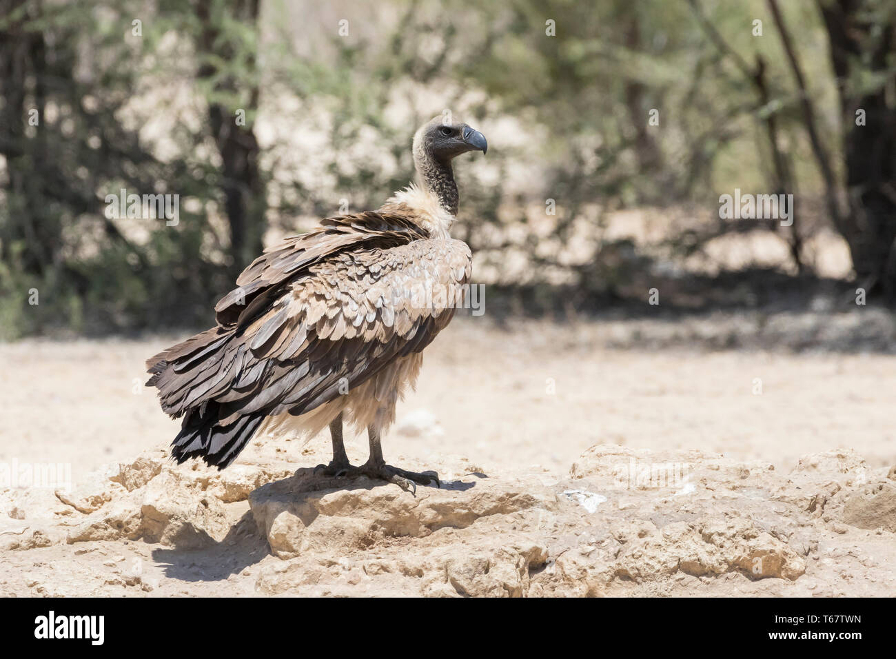African White-backed vulture (Gyps africanus) waterhole Kgalagadi ...