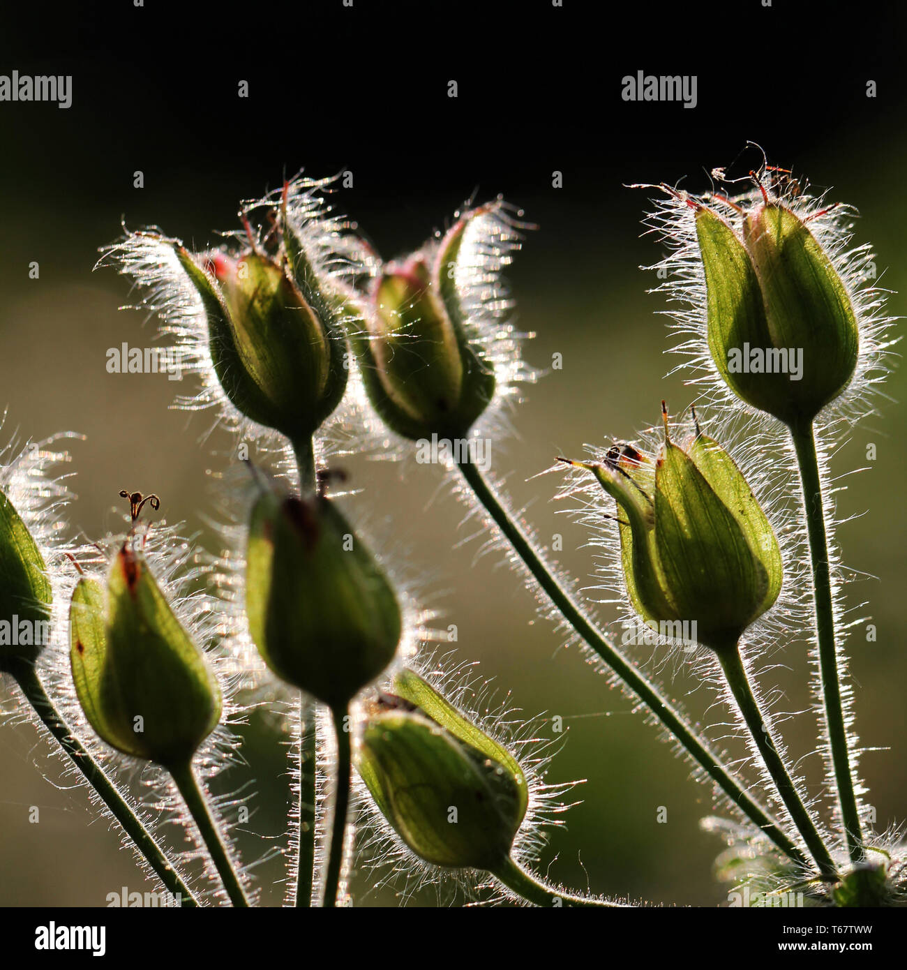Herb Robert, Geranium robertianum Stock Photo - Alamy