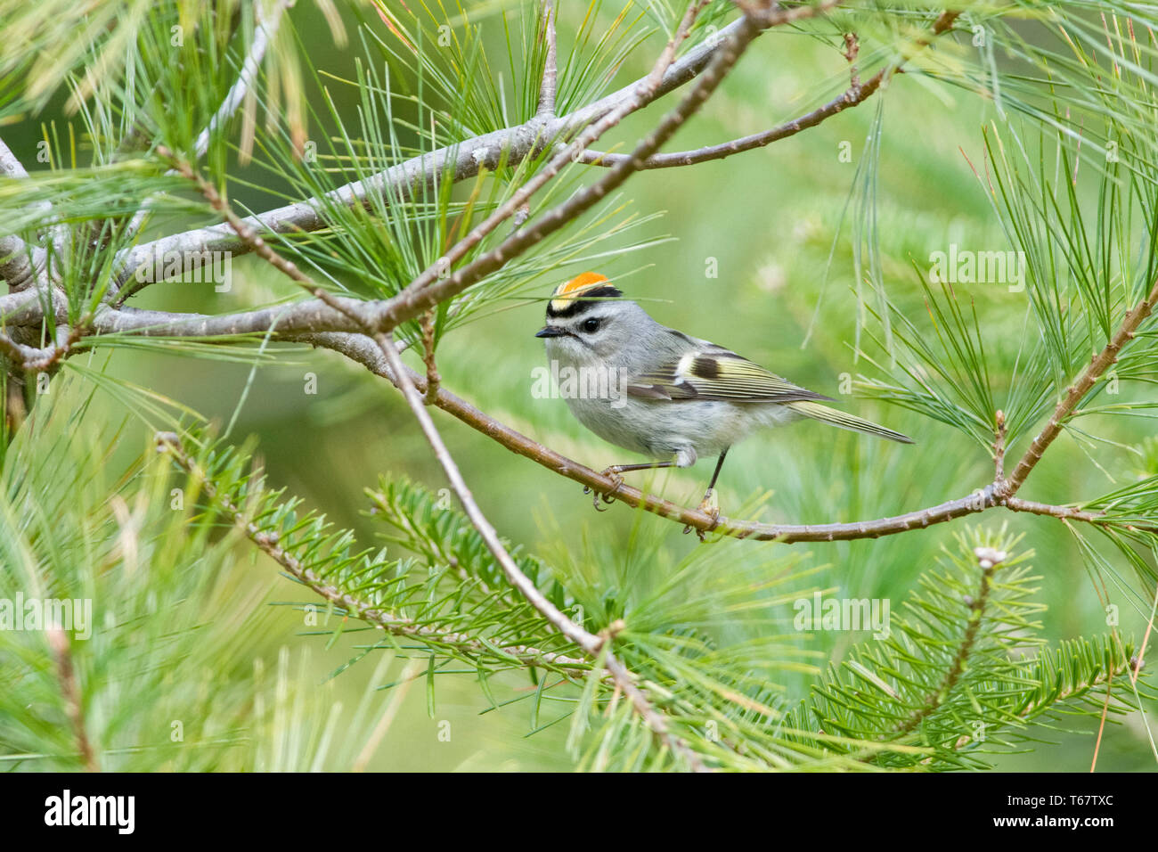 R satrapa hi-res stock photography and images - Alamy