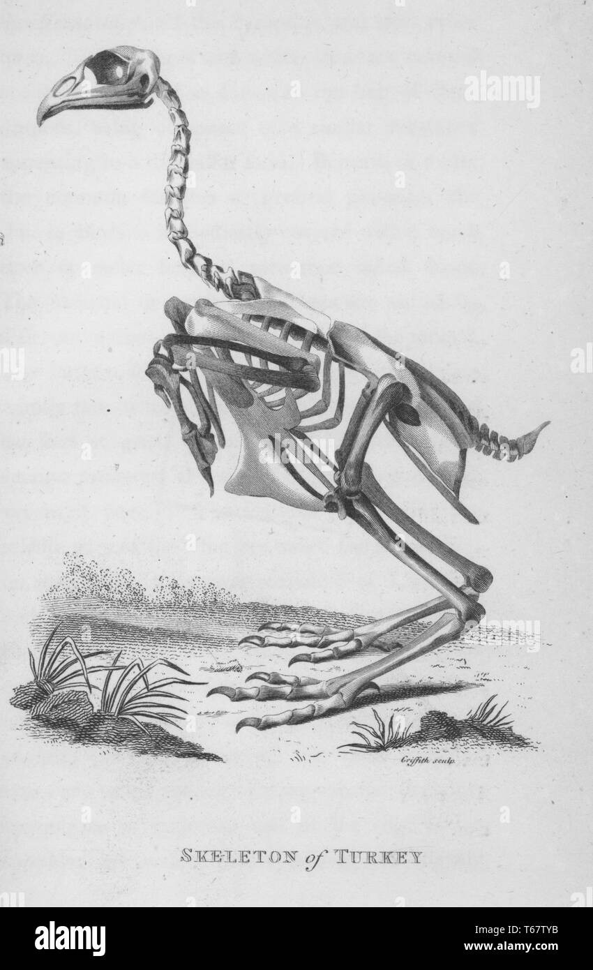 Human skeleton engraving hi-res stock photography and images - Alamy