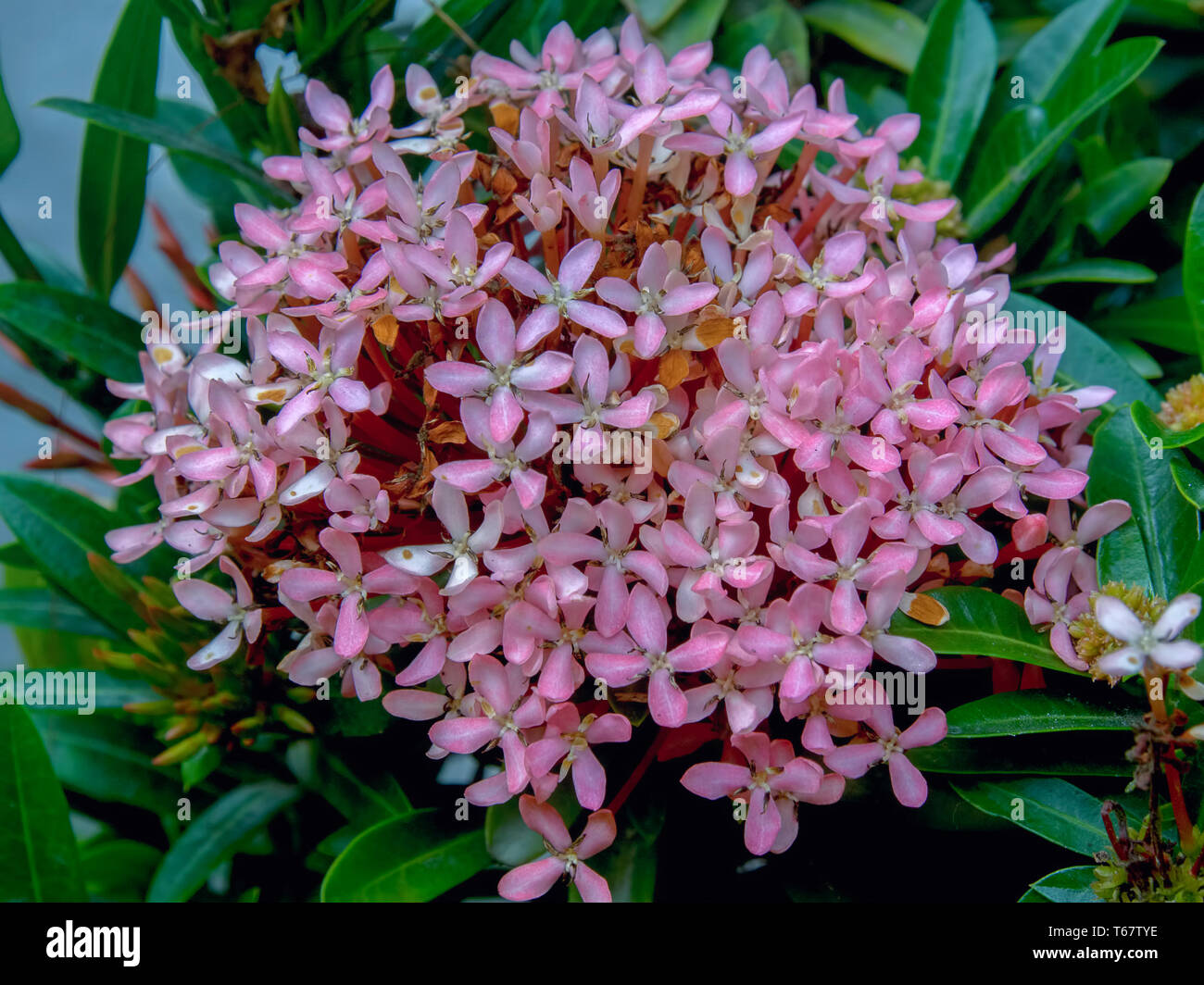 Ki soka hi-res stock photography and images - Alamy