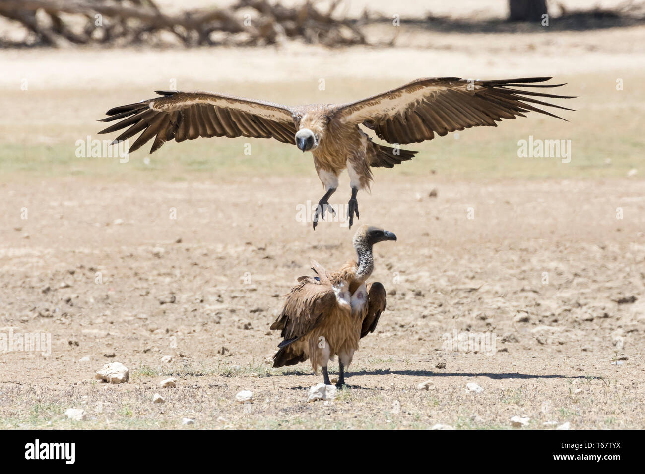 African White-backed vulture Gyps africanus) flying in to land ...