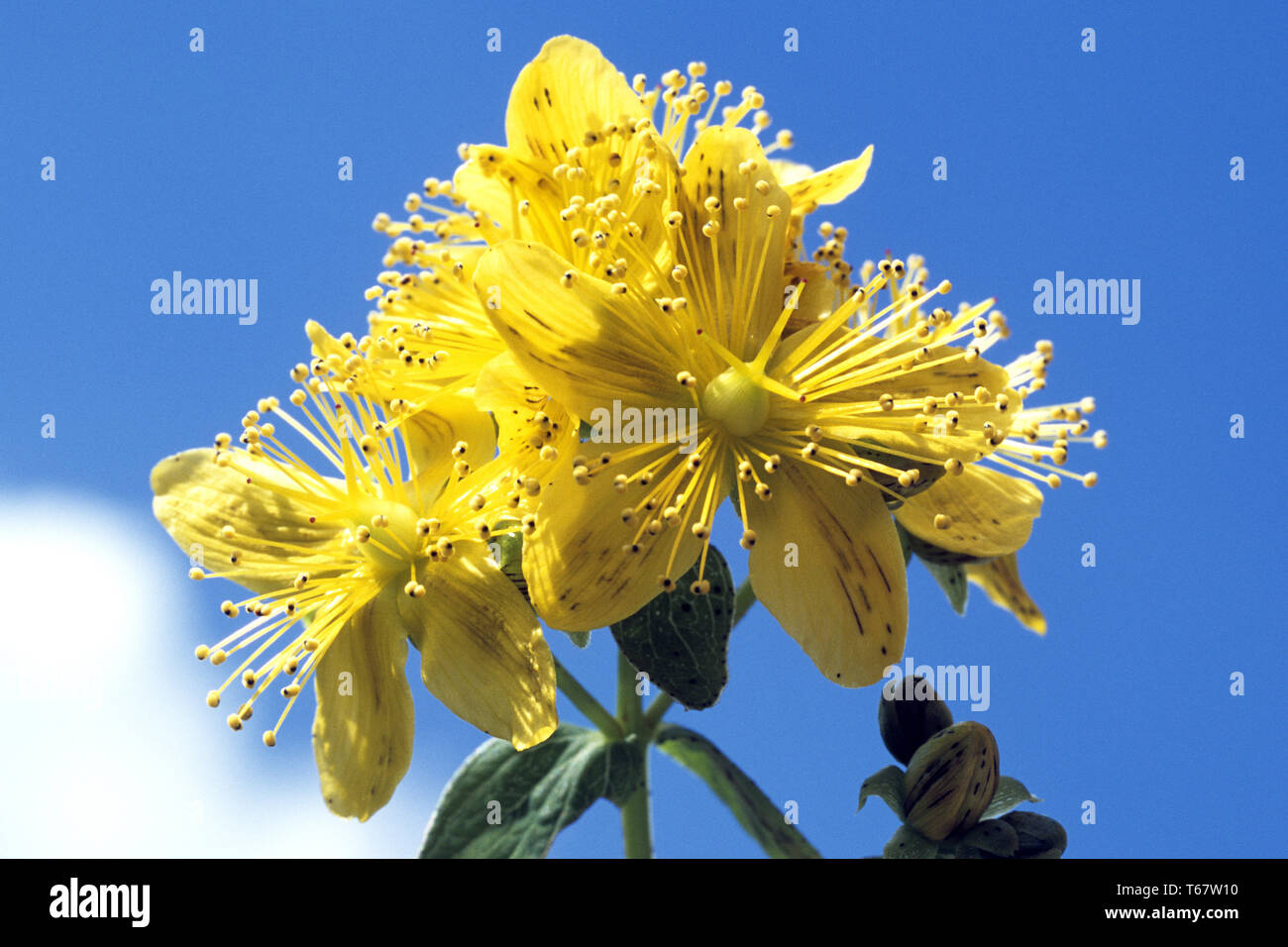 Devil weed hi-res stock photography and images - Alamy