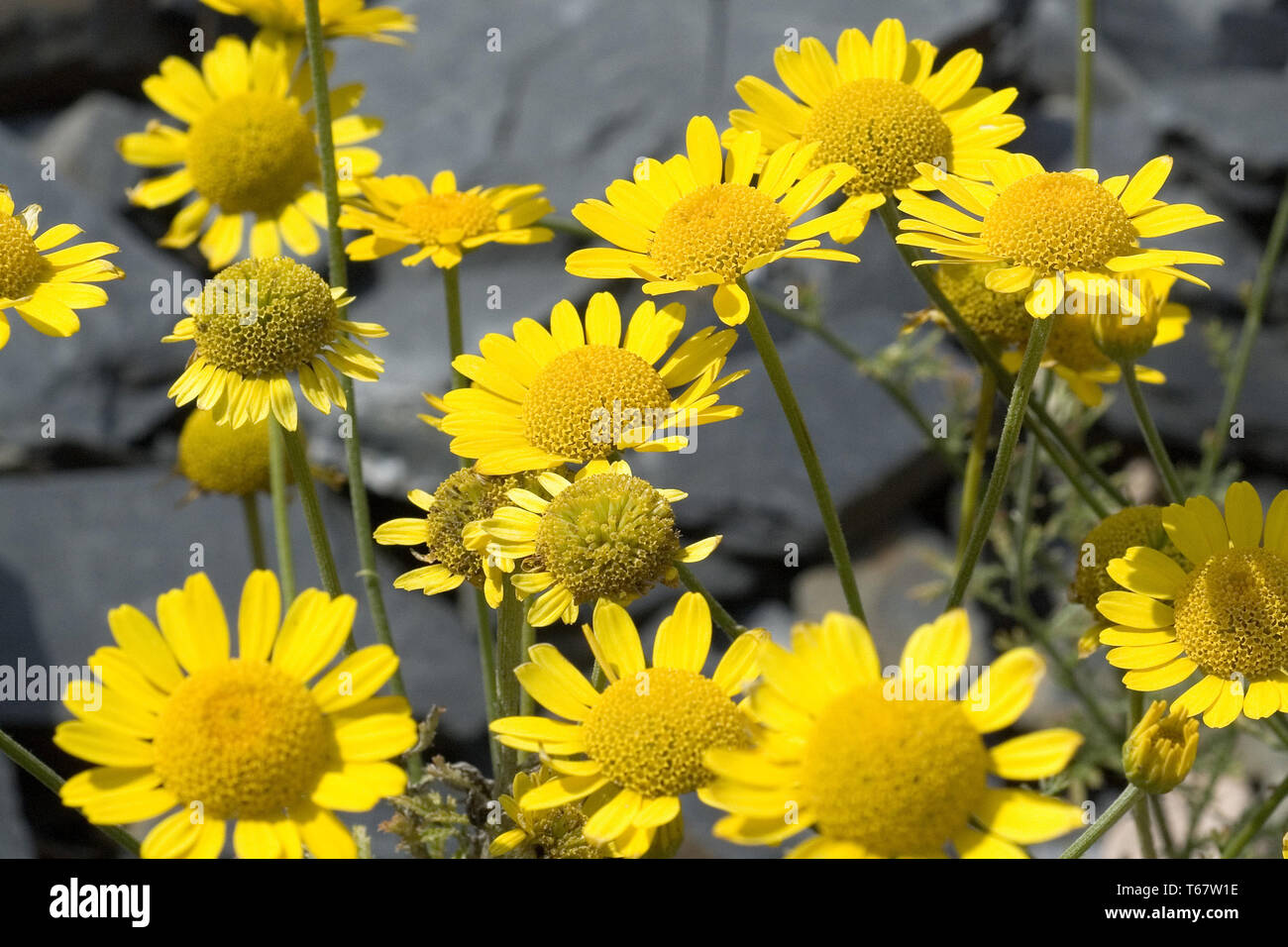 golden marguerite [Anthemis tinctoria] or yellow chamomile Stock Photo ...