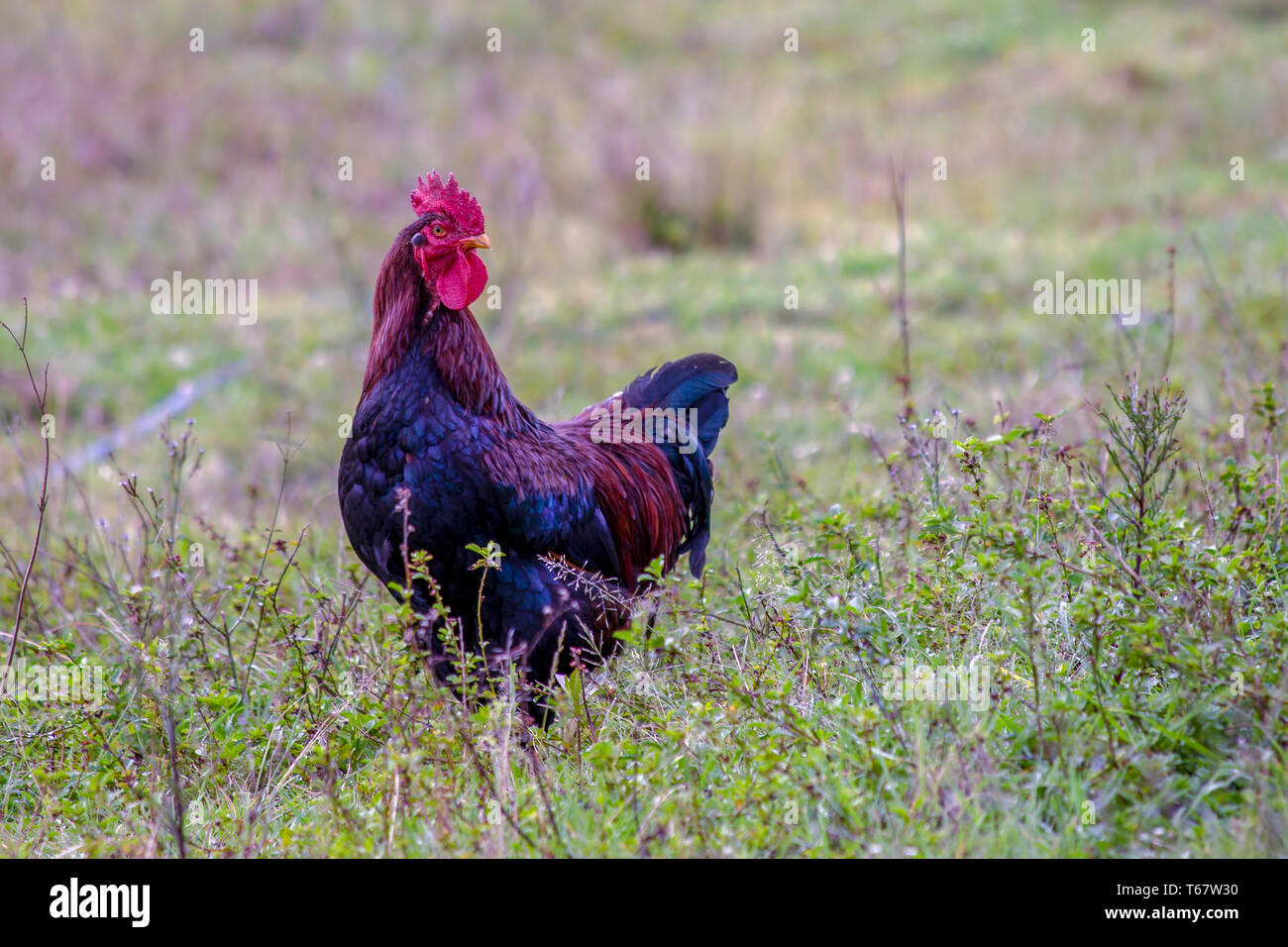 Free range rooster walking on a field of grass in a rural house near ...