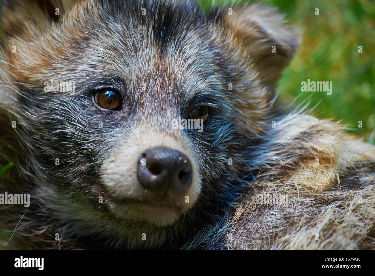 Raccoon dog, Nyctereutes procyonoides Stock Photo - Alamy