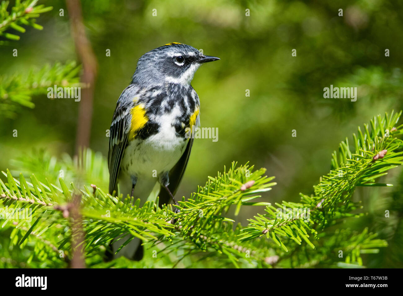 Setophaga coronata male hi-res stock photography and images - Alamy