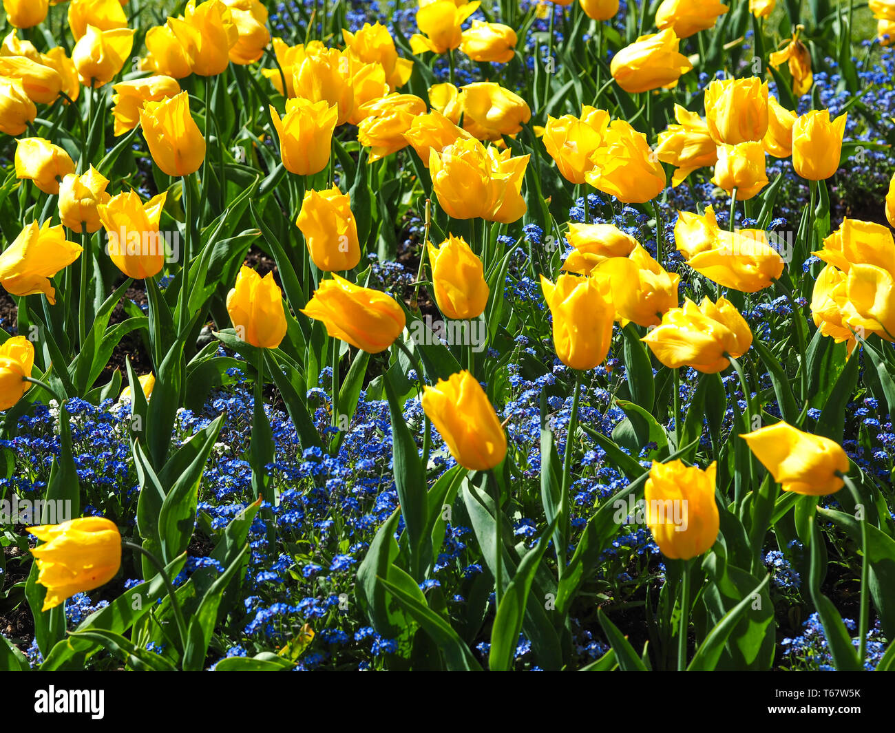 Bright yellow tulips and blue forget-me-nots in a spring garden Stock ...