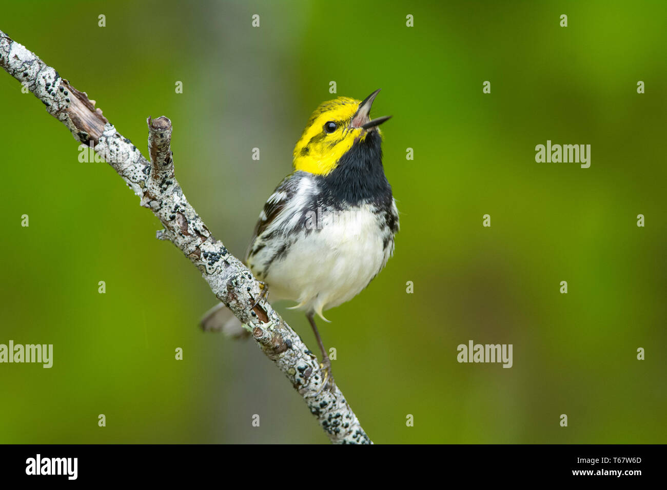 black-throated green warbler, Setophaga virens, male, singing, spring ...