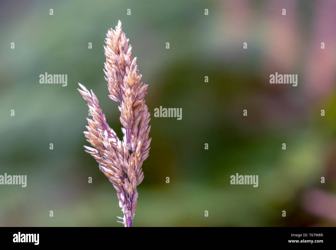 Macro photography of a full developed spike of grass. Captured at the ...