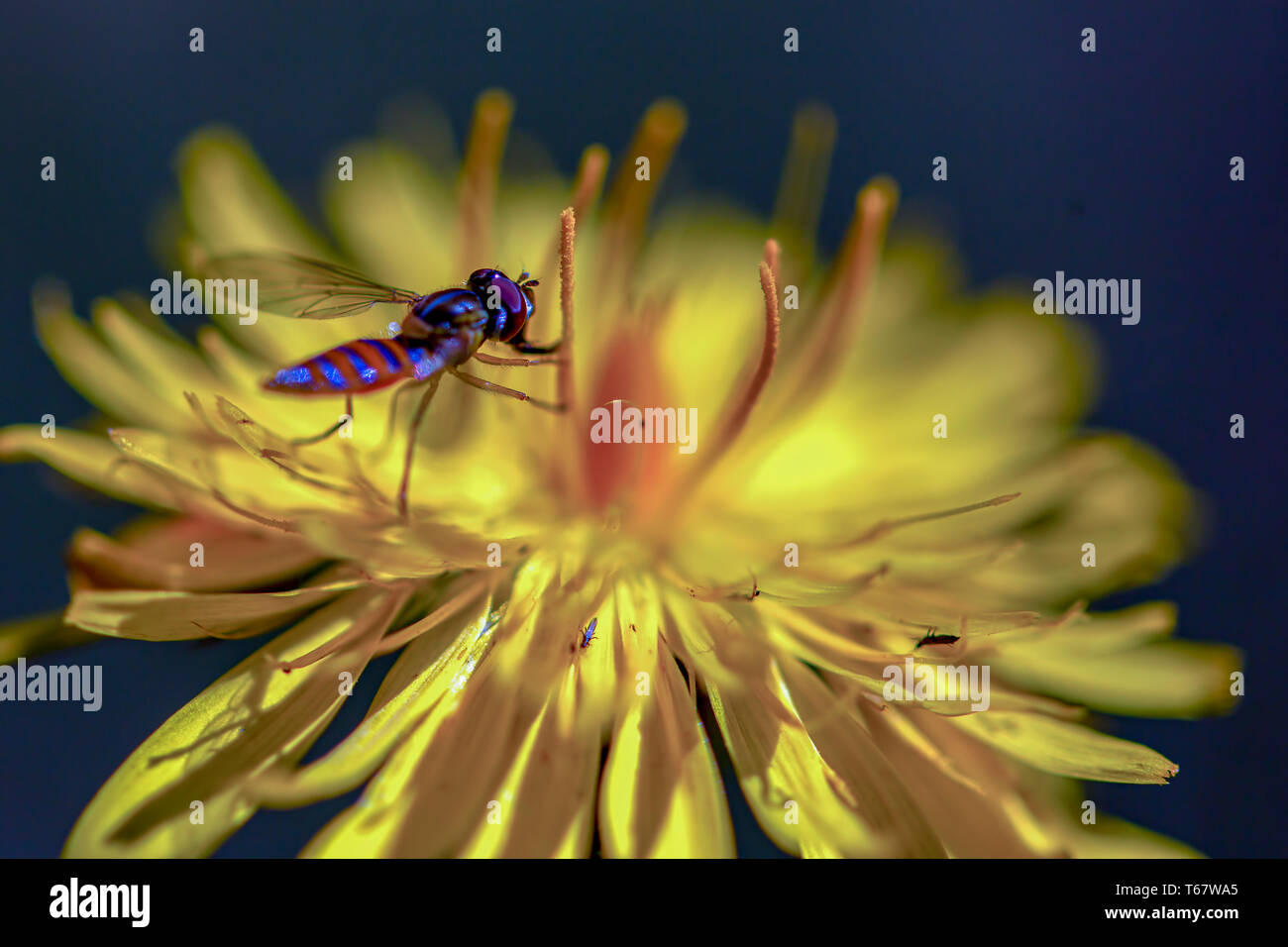 Macro photography of an orange and blue striped hoverfly resting on a ...