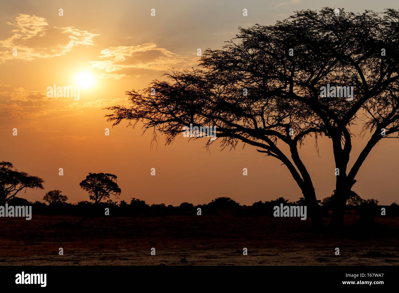 African sunset with tree in front Stock Photo - Alamy