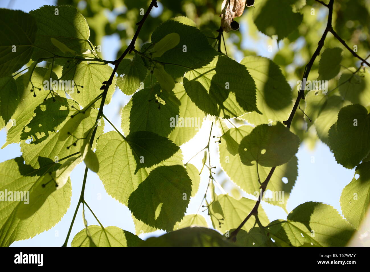 linden tree, genus tilia Stock Photo - Alamy