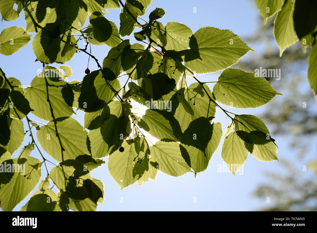 linden tree, genus tilia Stock Photo - Alamy
