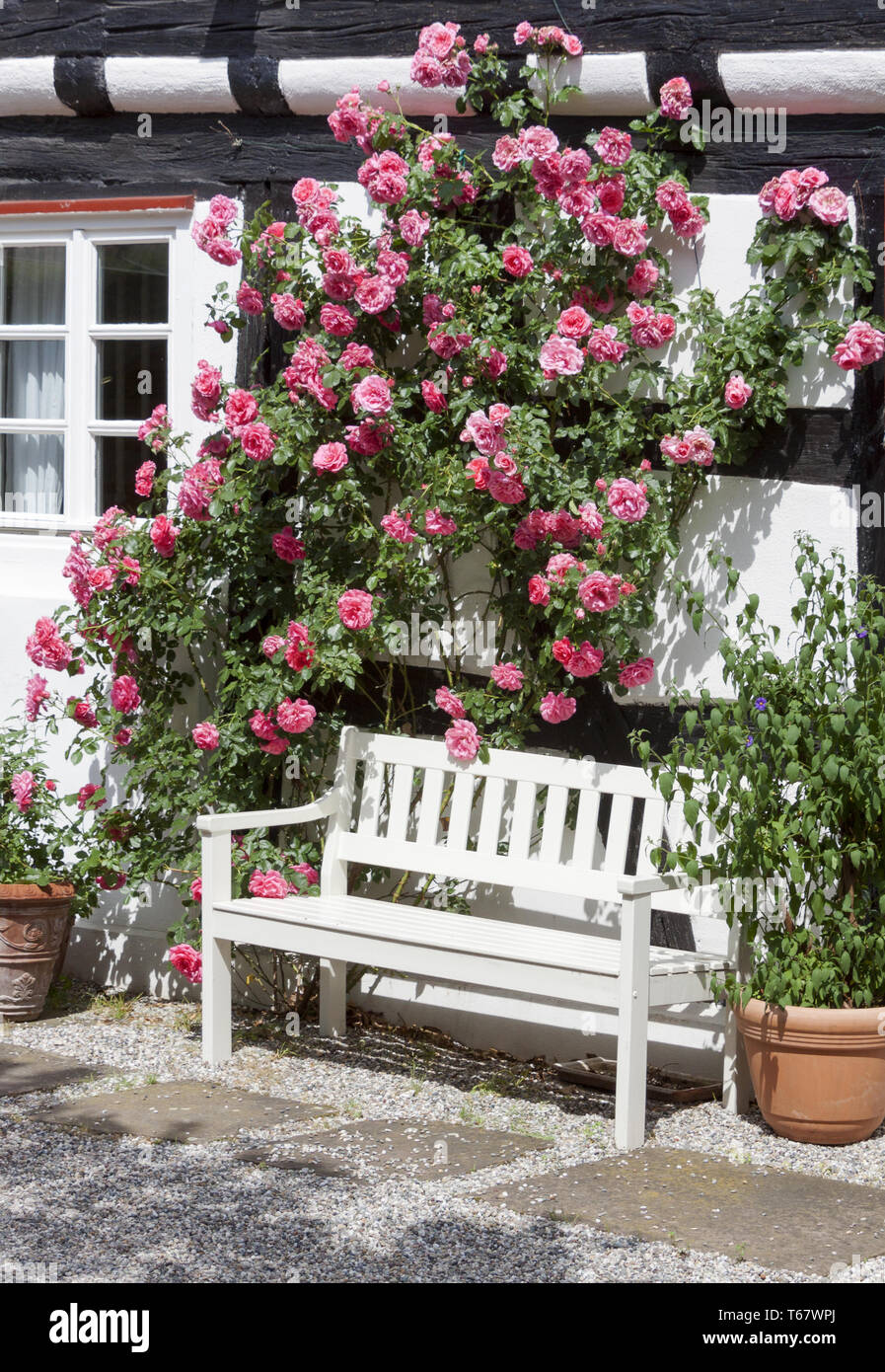 Roses and a bench hi-res stock photography and images - Alamy