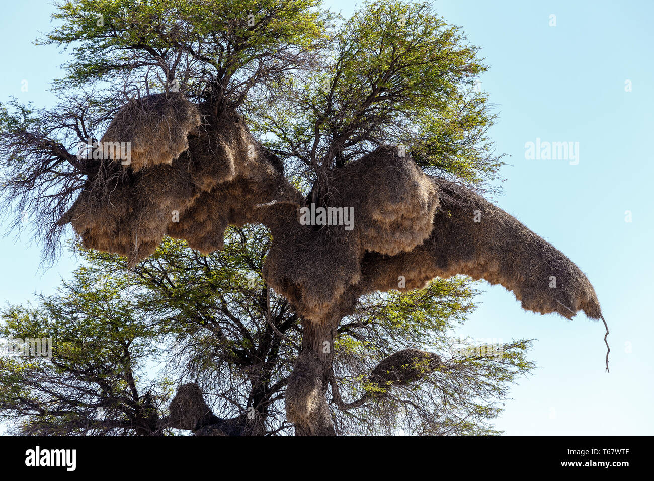 African sociable weaver big nest on tree Stock Photo - Alamy