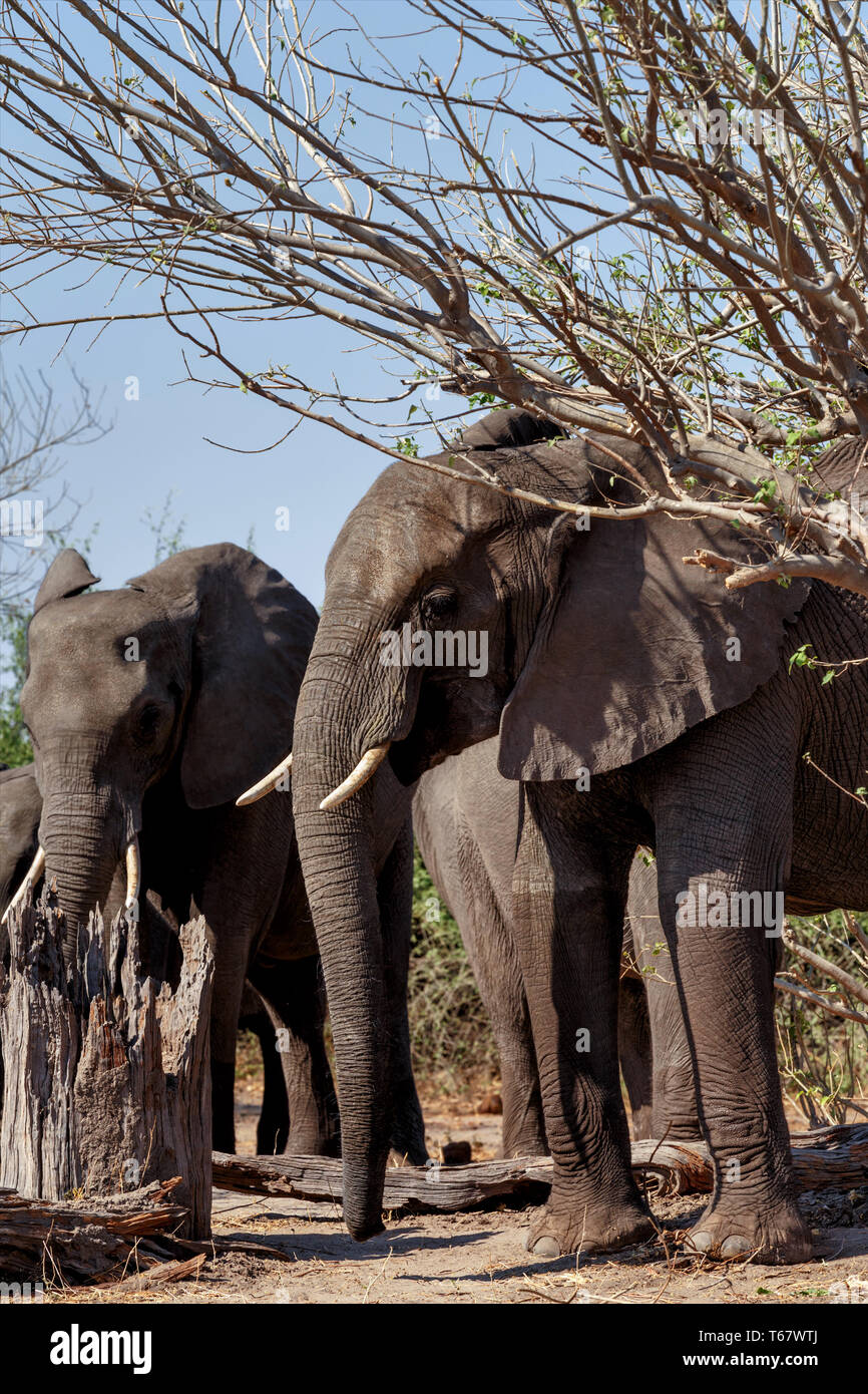 African bush elep hi-res stock photography and images - Alamy