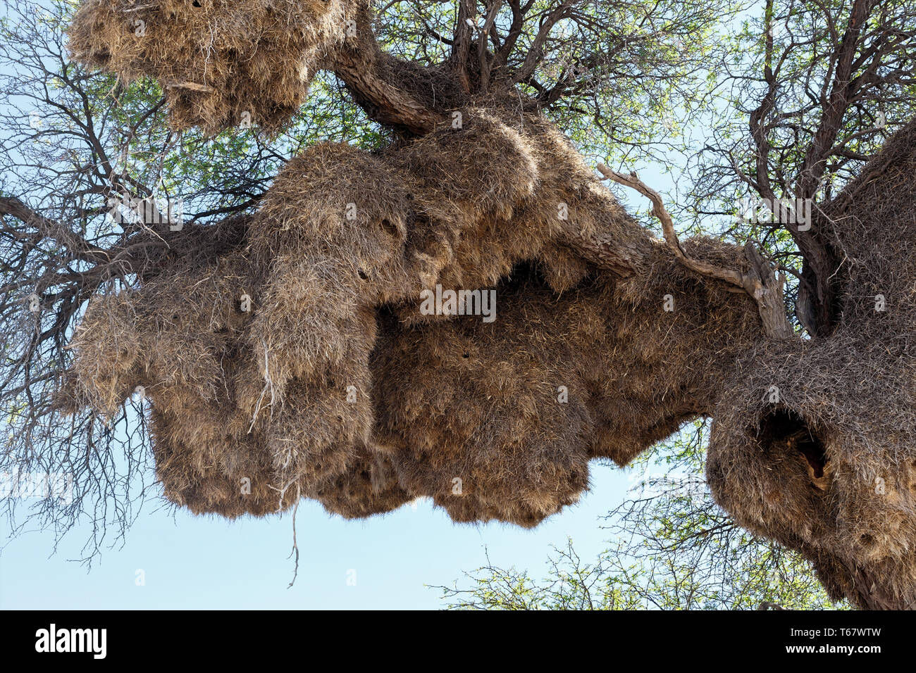 African sociable weaver big nest on tree Stock Photo - Alamy