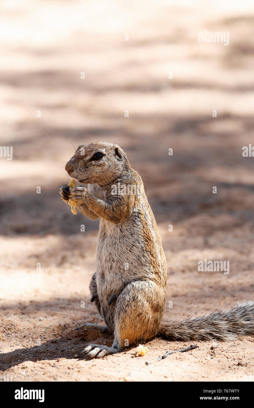 South African ground squirrel Xerus inauris Stock Photo - Alamy