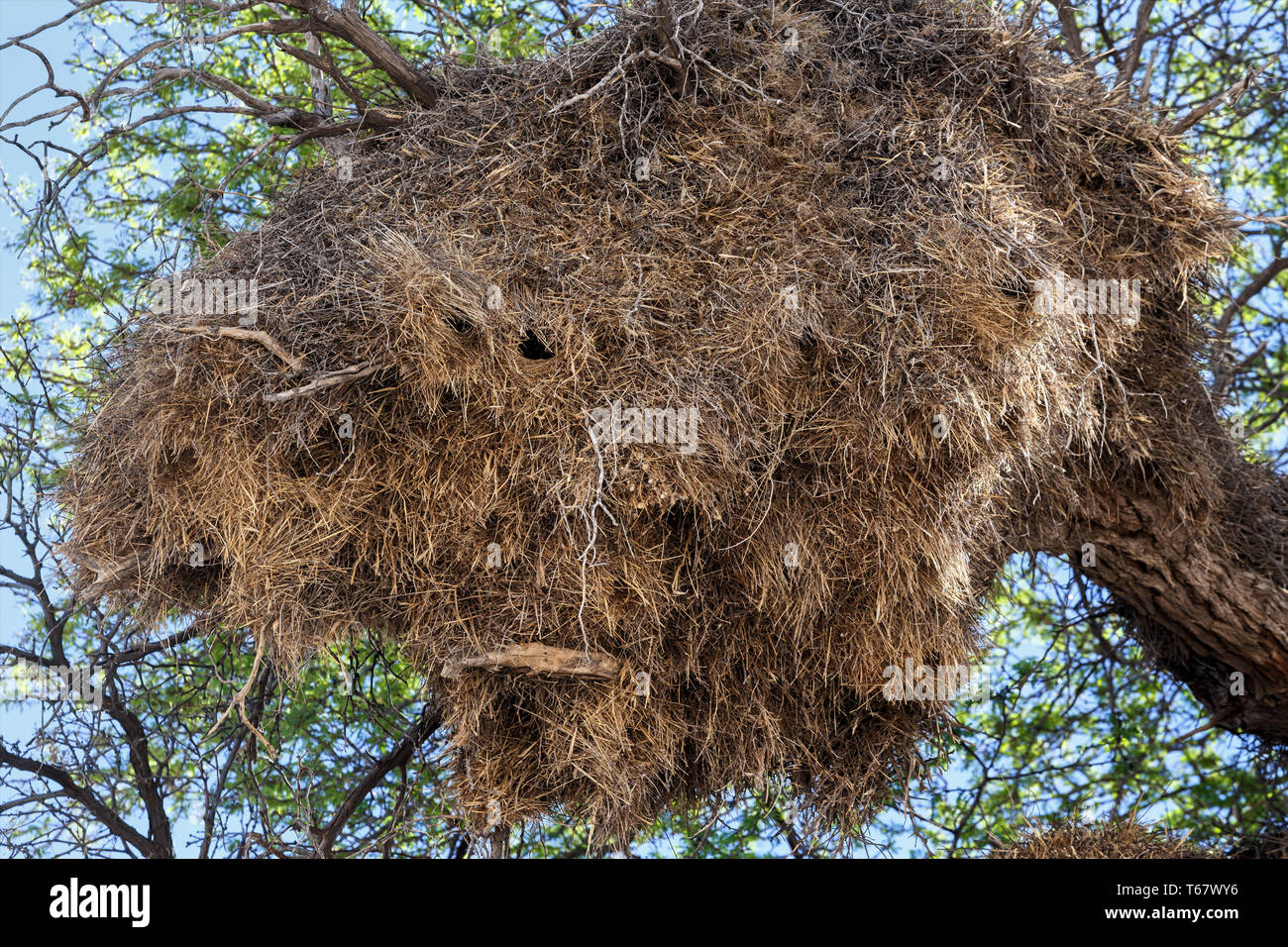African acacia tree communal nest hi-res stock photography and images ...