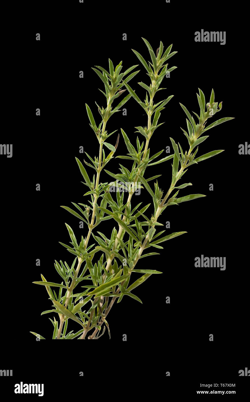 Satureja montana tea hi-res stock photography and images - Alamy