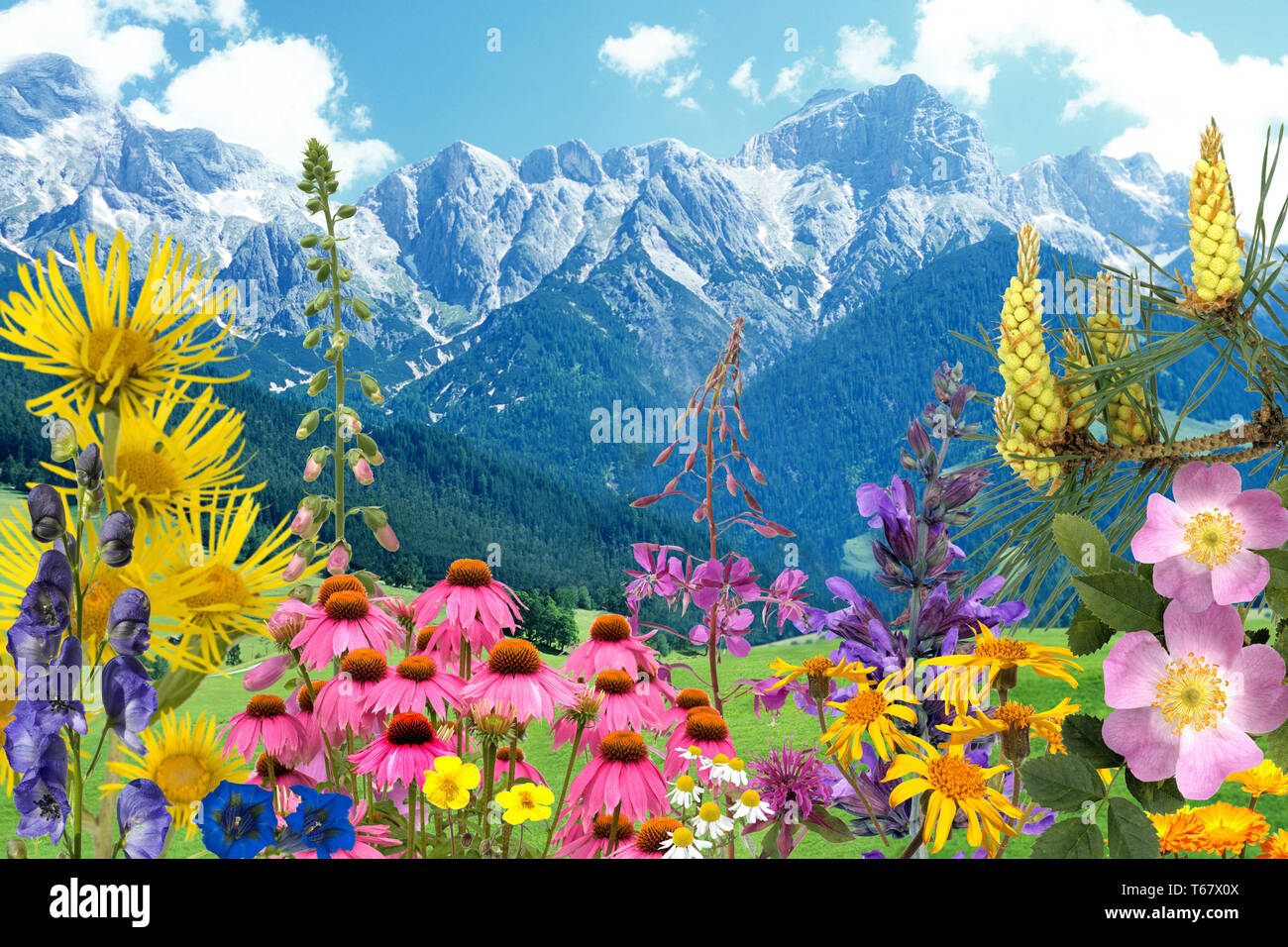 officinal plants, medical plants, arrangement Stock Photo - Alamy