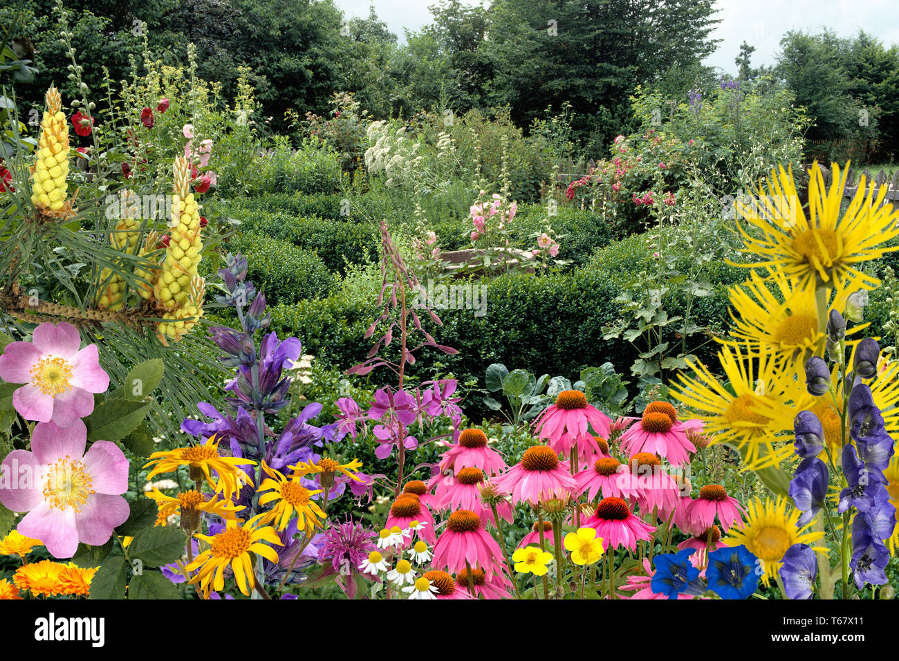 officinal plants, medical plants, arrangement Stock Photo - Alamy
