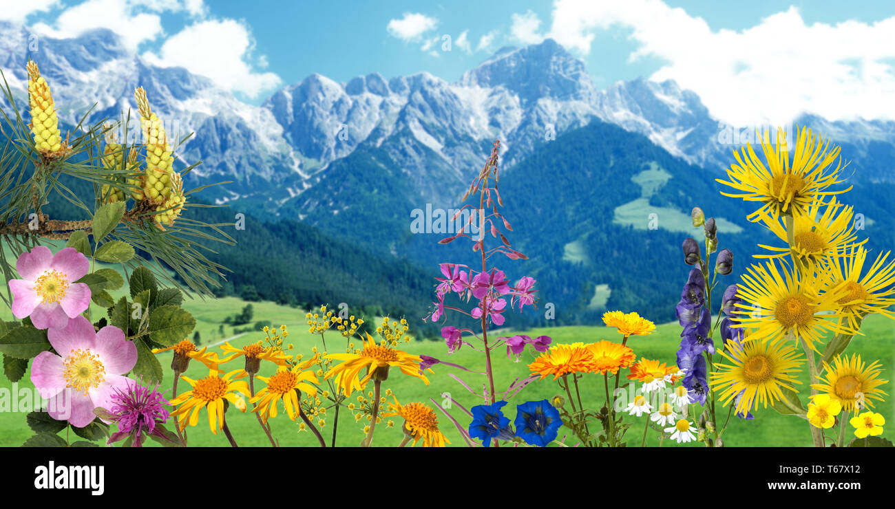 officinal plants, medical plants, arrangement Stock Photo - Alamy