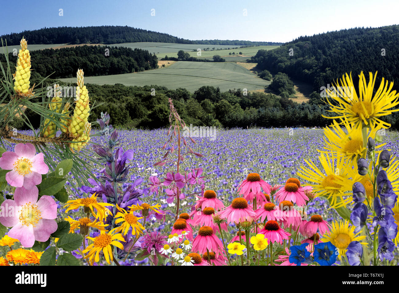 officinal plants, medical plants, arrangement Stock Photo - Alamy