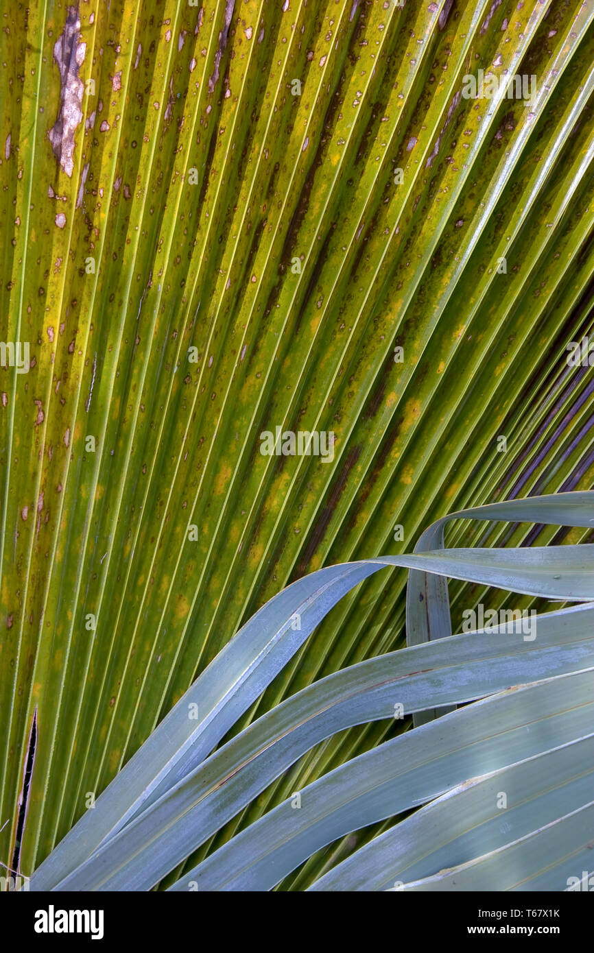 Close-up photography of mexican palm tree leaves. Captured at the ...
